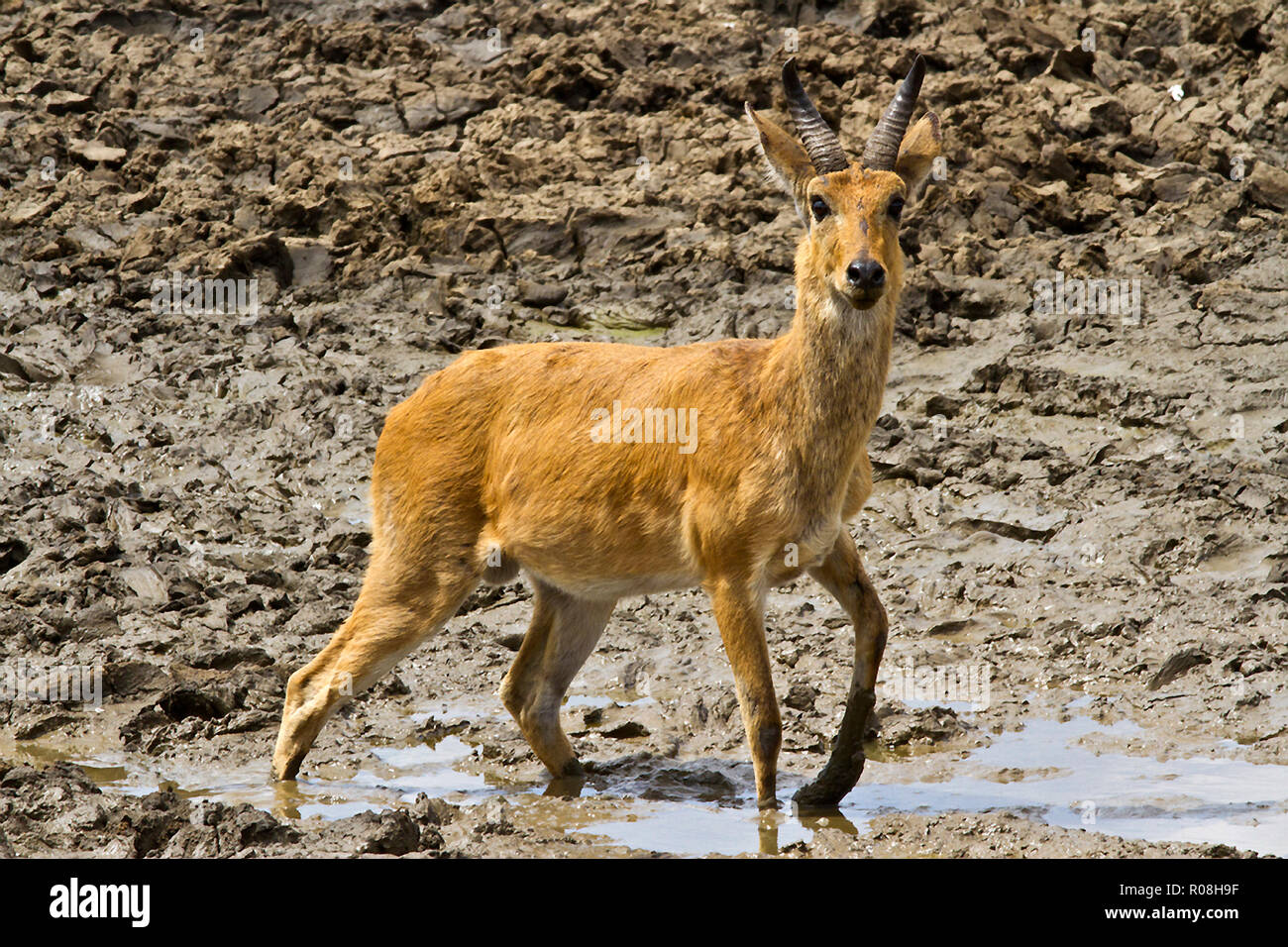 Once widespread and common the Reedbuck family has become much rarer ...
