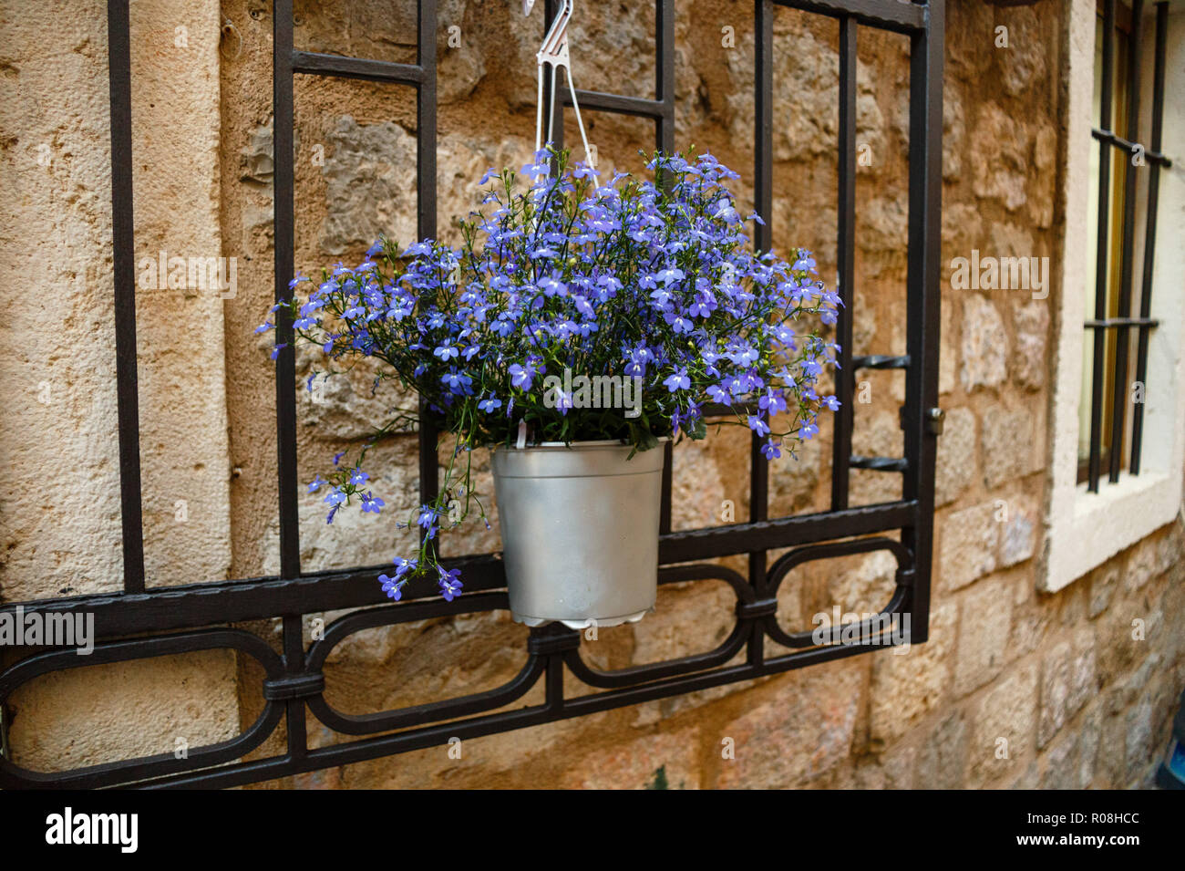 beautiful violet flowers in the pot on a metal window guard. cozy stone ...