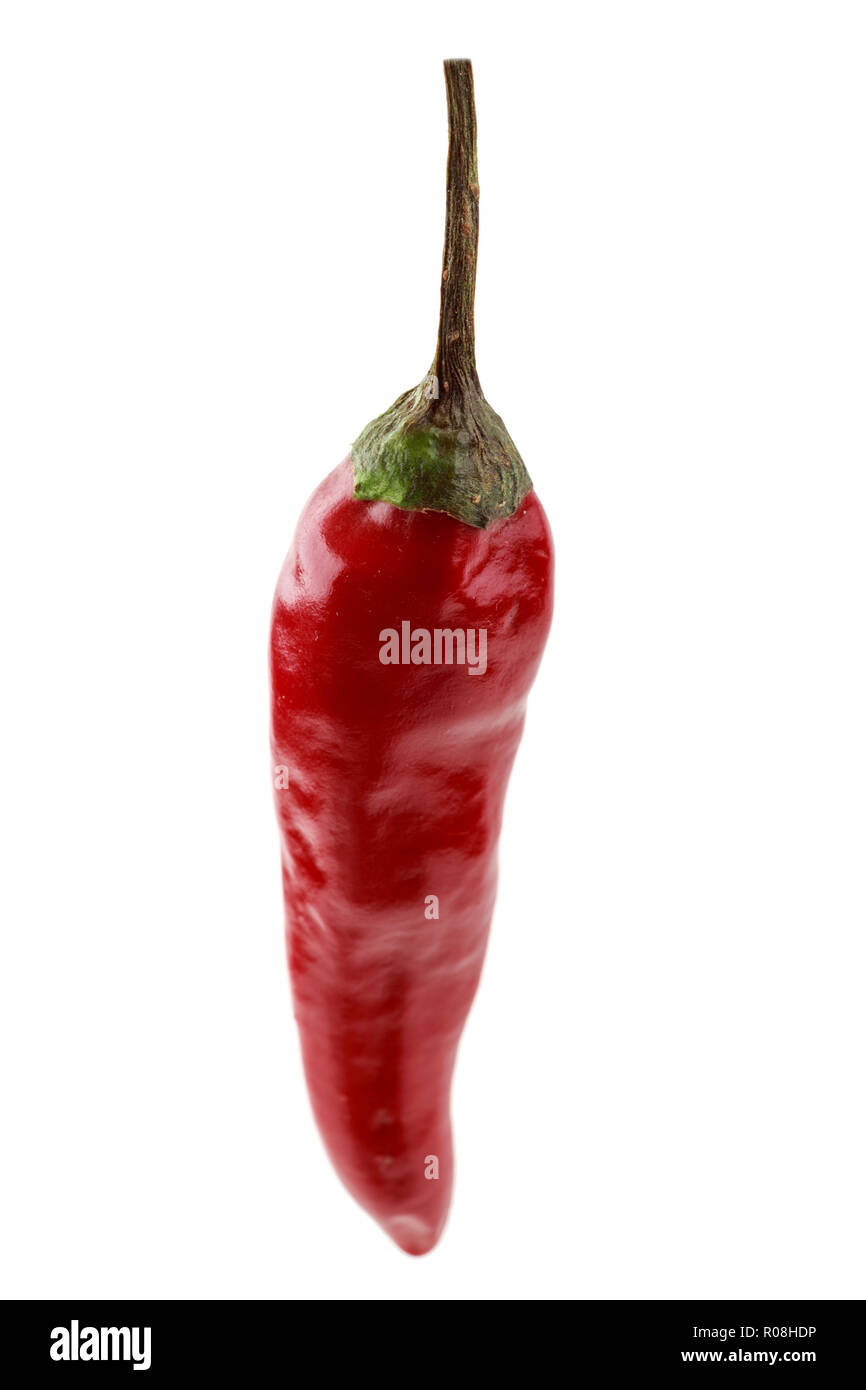 one vertical hot red chili pepper isolated on white background. spicy ...