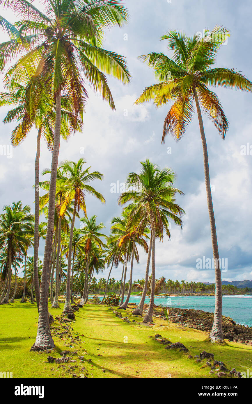 Path through a palm tree forest near caribbean sea. Las Galeras, Samana ...