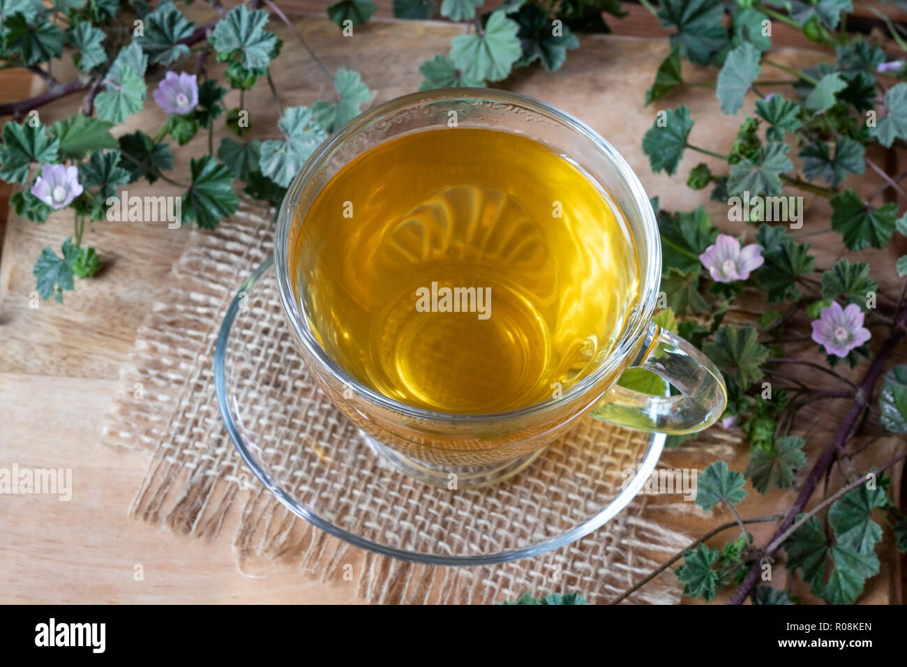 A cup of herbal tea with fresh blooming dwarf mallow plant Stock Photo ...