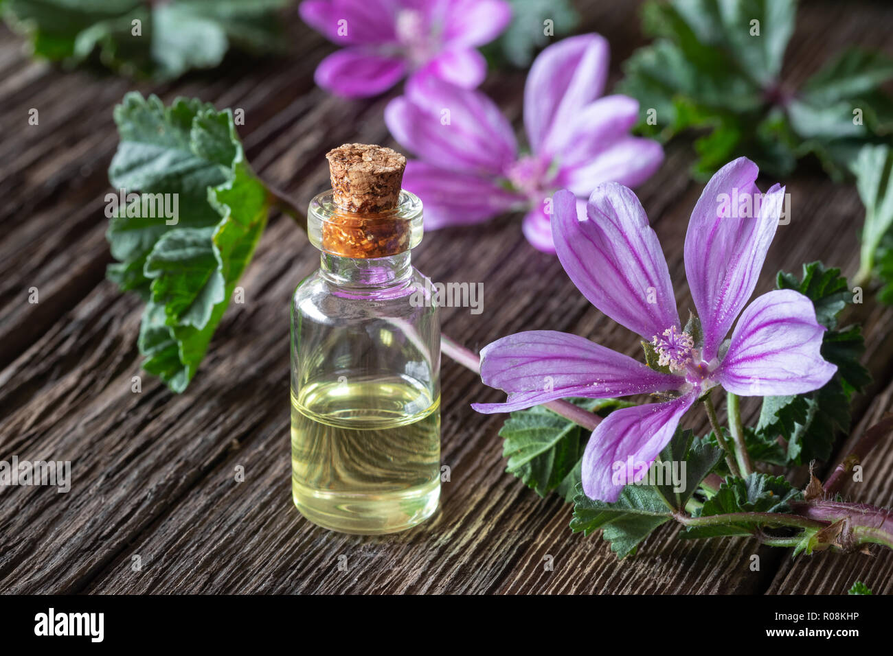 A bottle of mallow essential oil with fresh blooming malva sylvestris ...