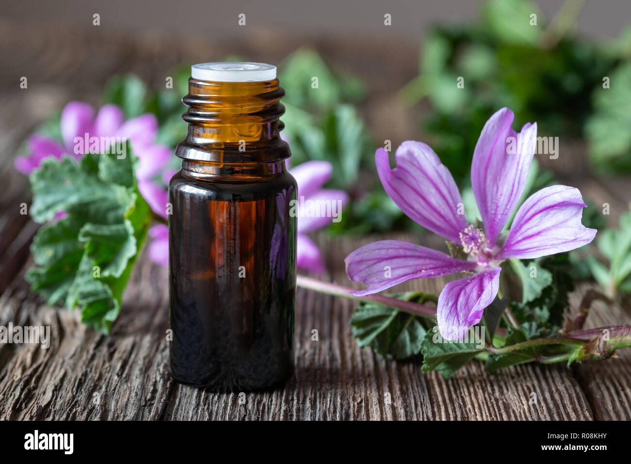 A bottle of mallow essential oil with fresh blooming malva sylvestris ...