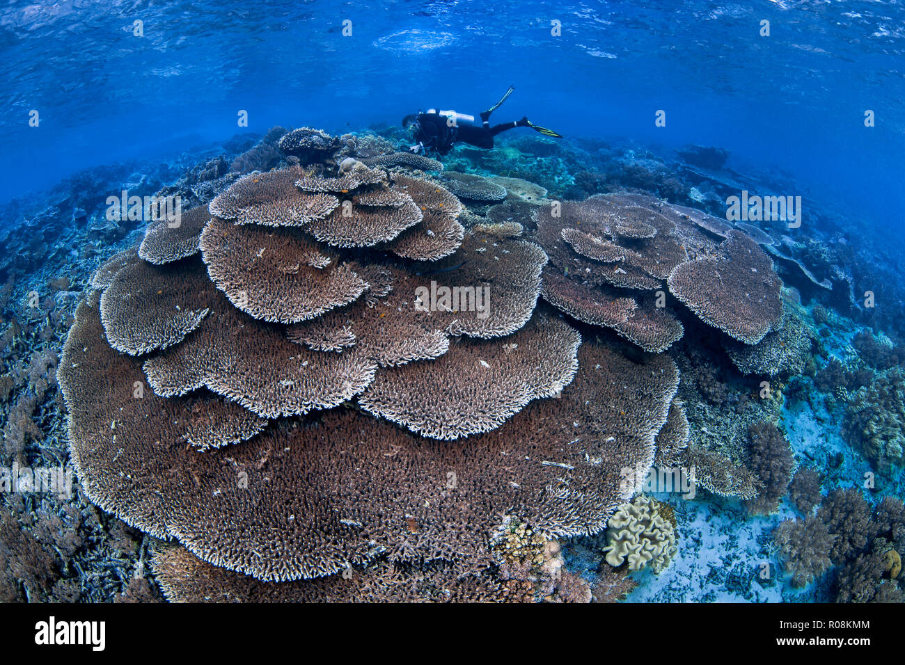 Female scuba diver photographs large colony of Acropora table corals ...