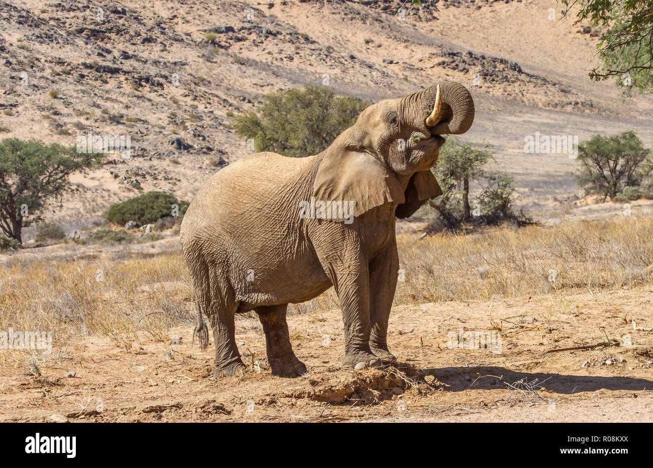 Desert Elephant in Damaraland Namibia Stock Photo - Alamy