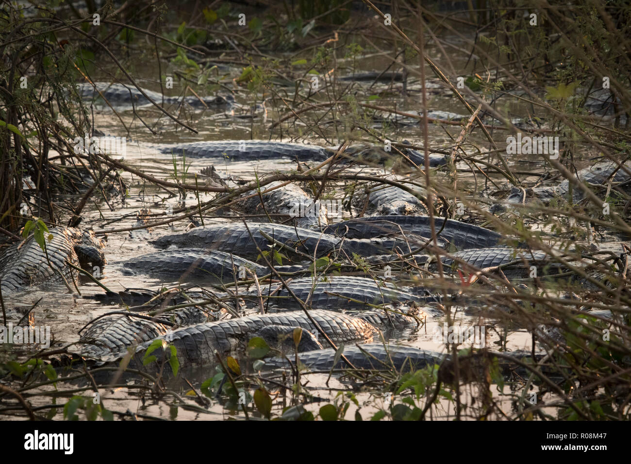 Many caimans (Jacarea) in water, Pantanal, Mato Grosso, Brazil Stock ...