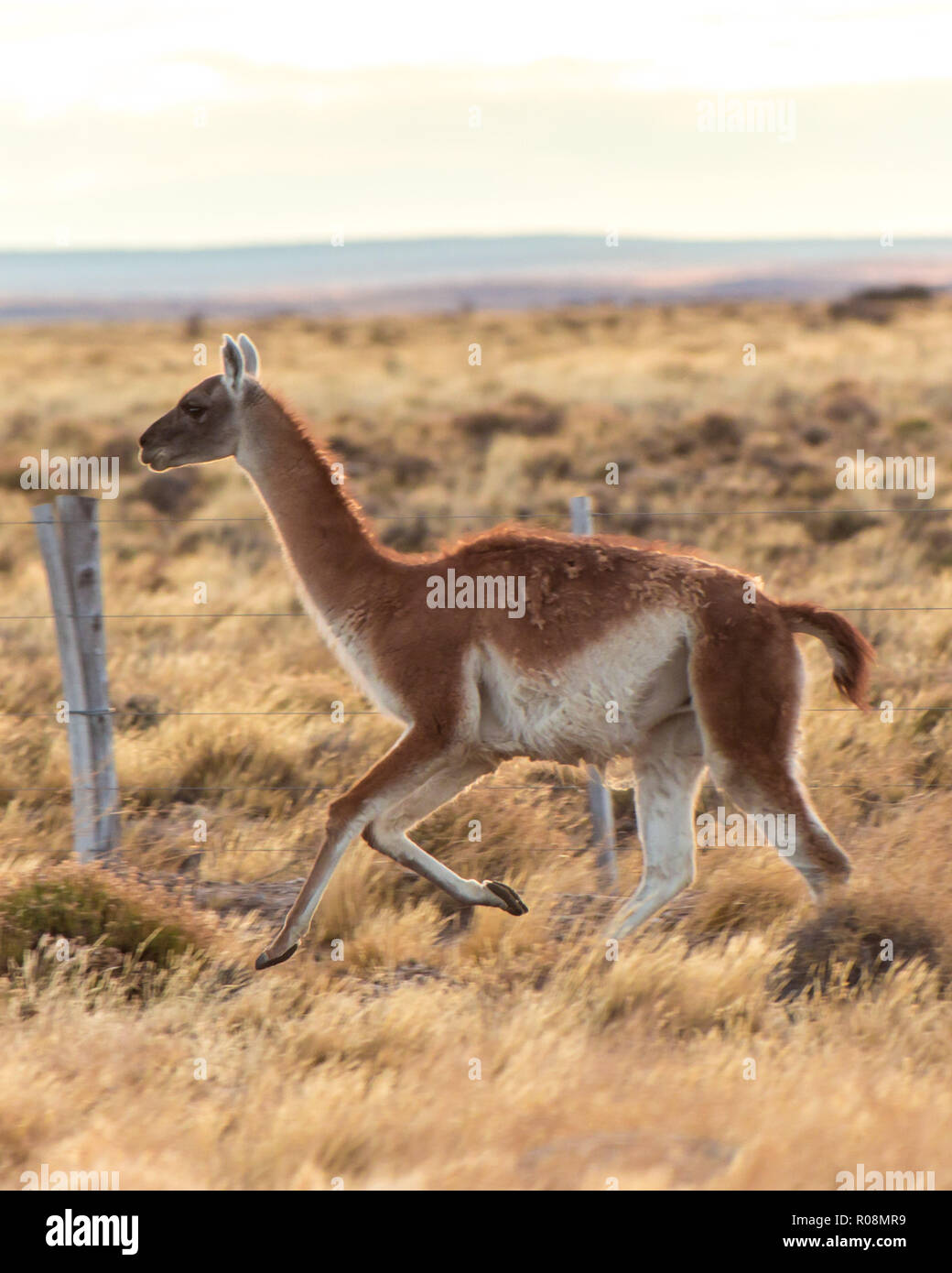 guanaco, a type of camelid, running along the road and the fence Stock ...