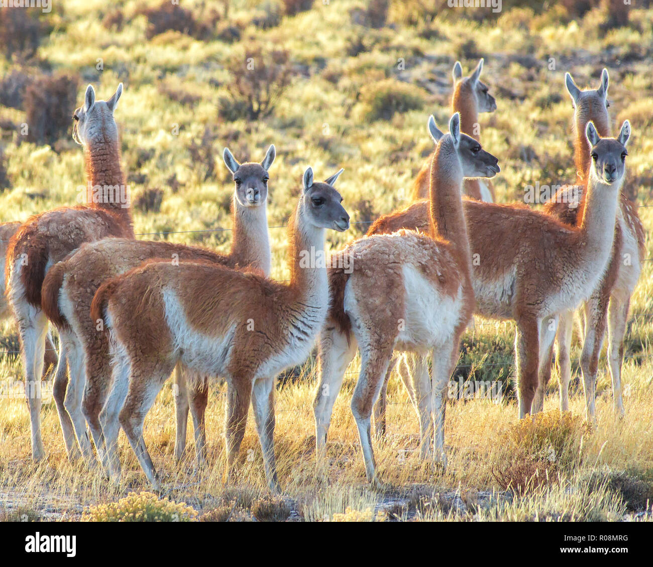 group of guanacos, a type of camelid from the South America Stock Photo ...