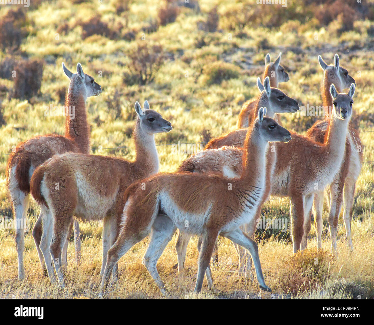 group of guanacos, a type of camelid from the South America Stock Photo ...