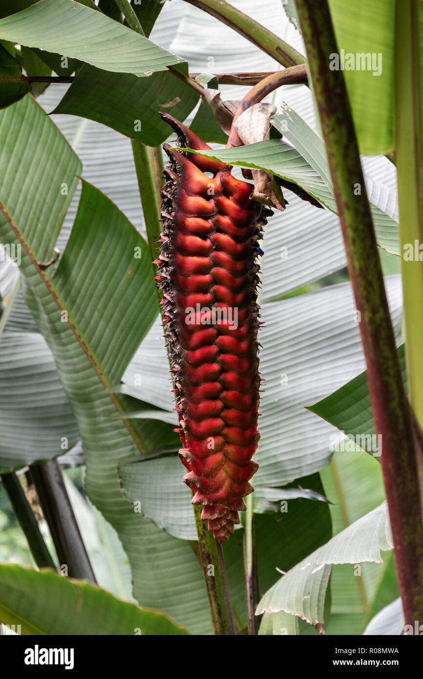 Hanging Heliconia flower (Heliconia mariae inflorescence) in Hilo ...