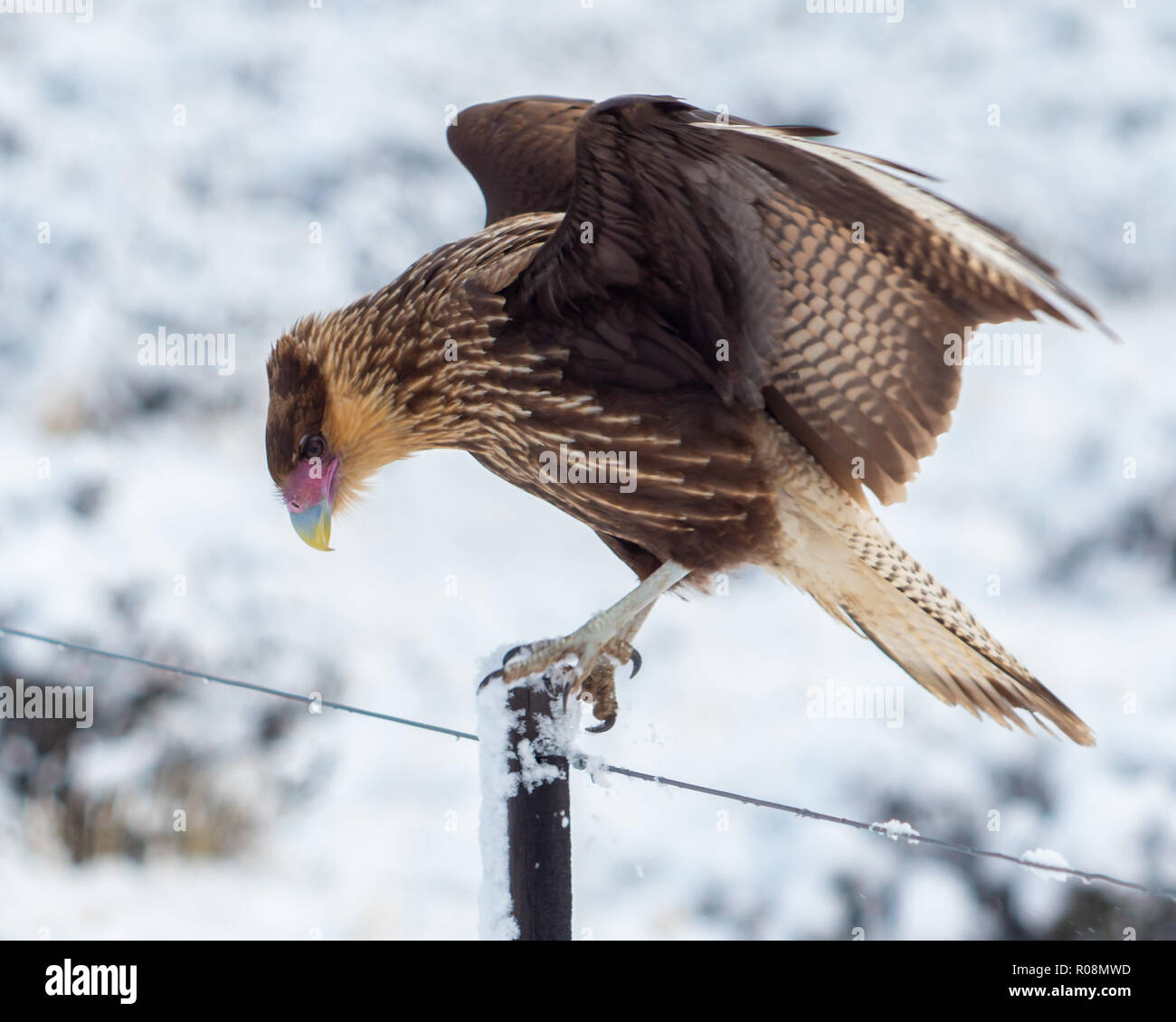 Mexican hawk hi-res stock photography and images - Alamy