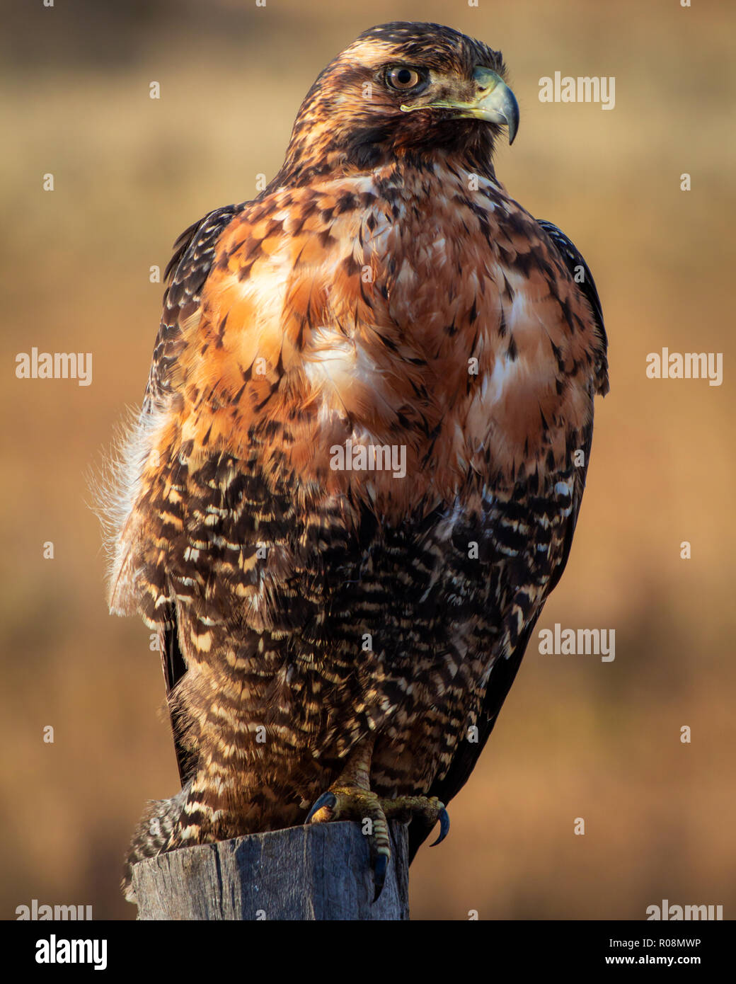 Patagonia raptor hi-res stock photography and images - Alamy