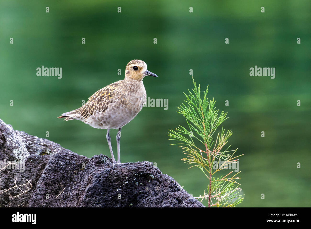 Bird sandpiper hawaii hi-res stock photography and images - Alamy