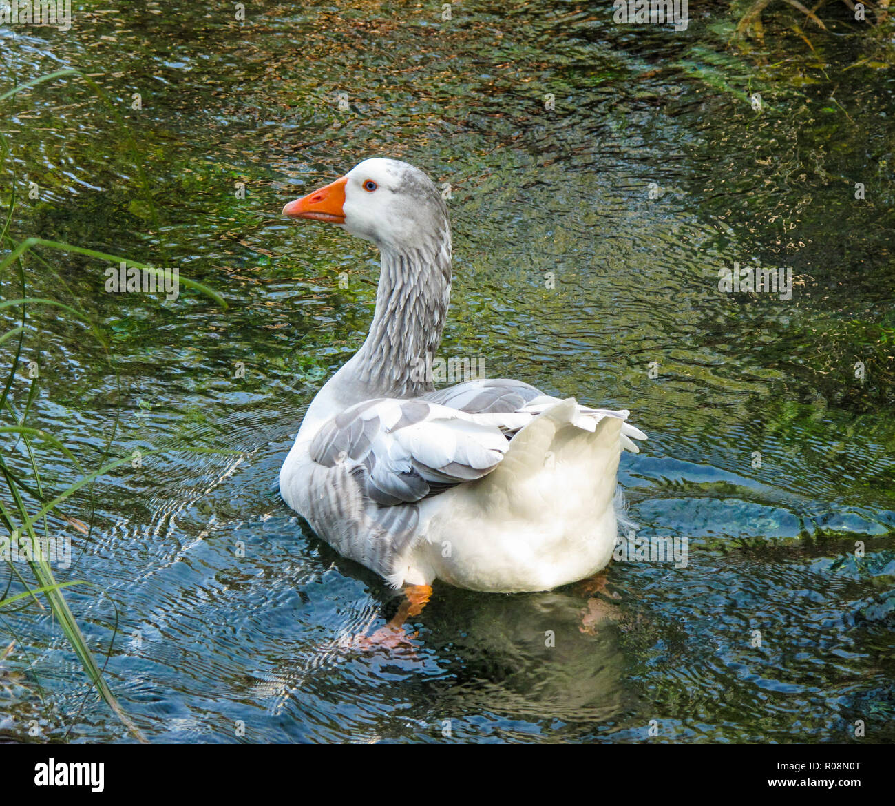 Goose swimming in the river water with a nice reflection and ripples in ...