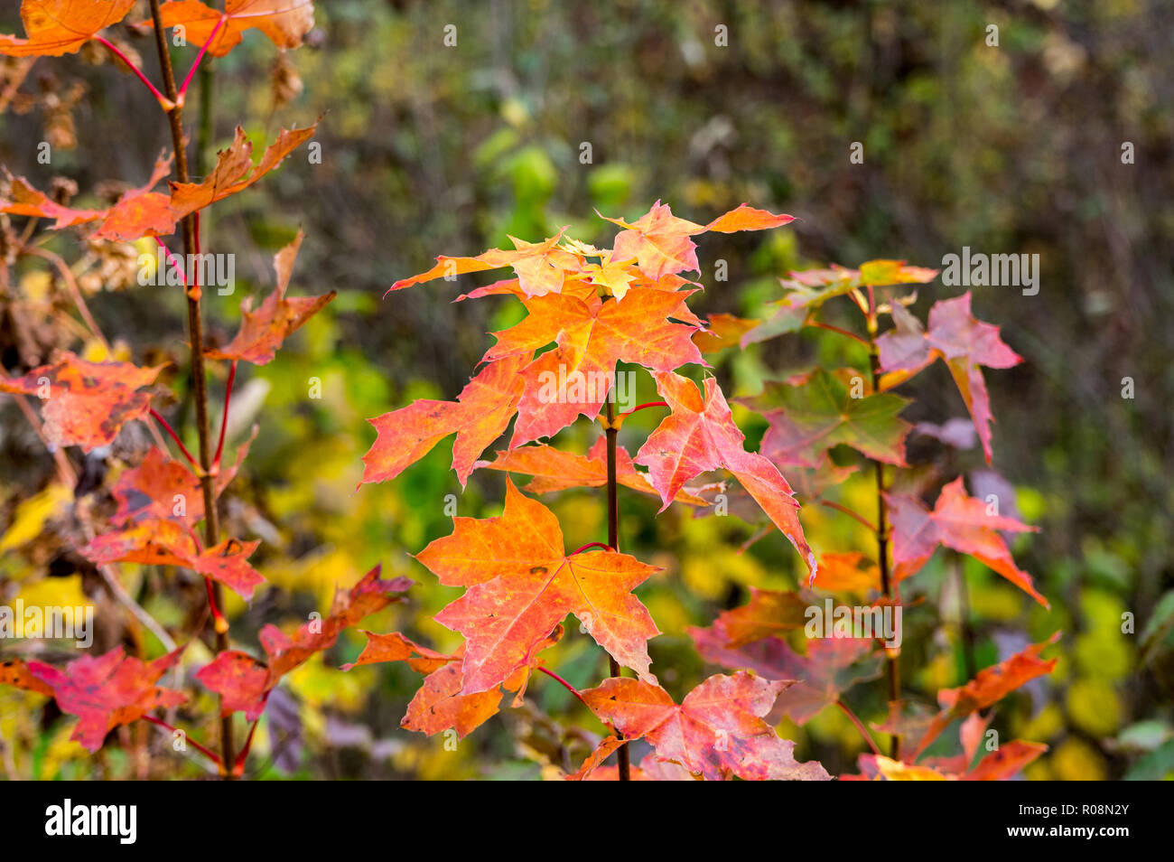Fall colors of maple Stock Photo - Alamy