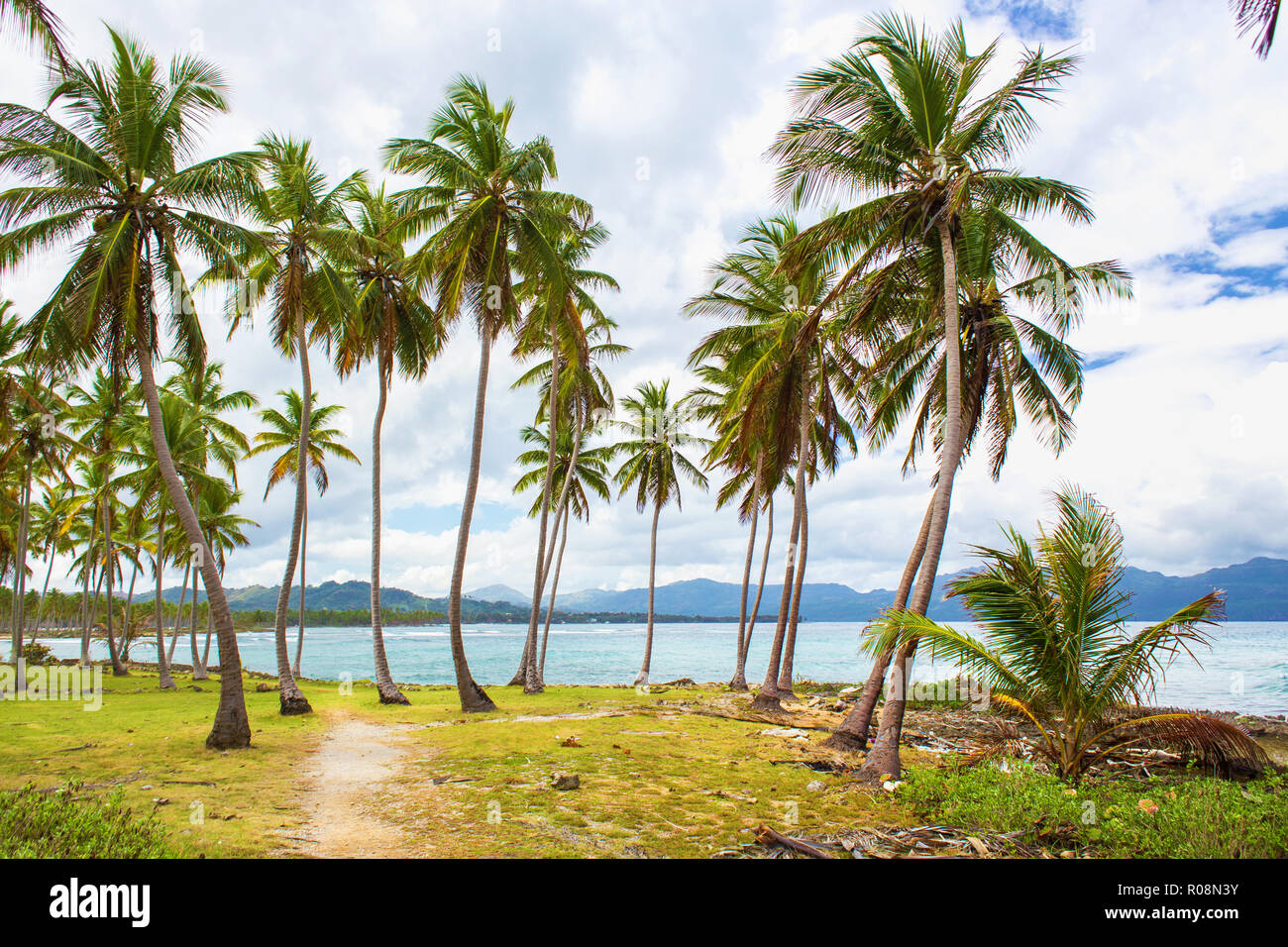 Path through a palm tree forest near caribbean sea. Las Galeras, Samana ...