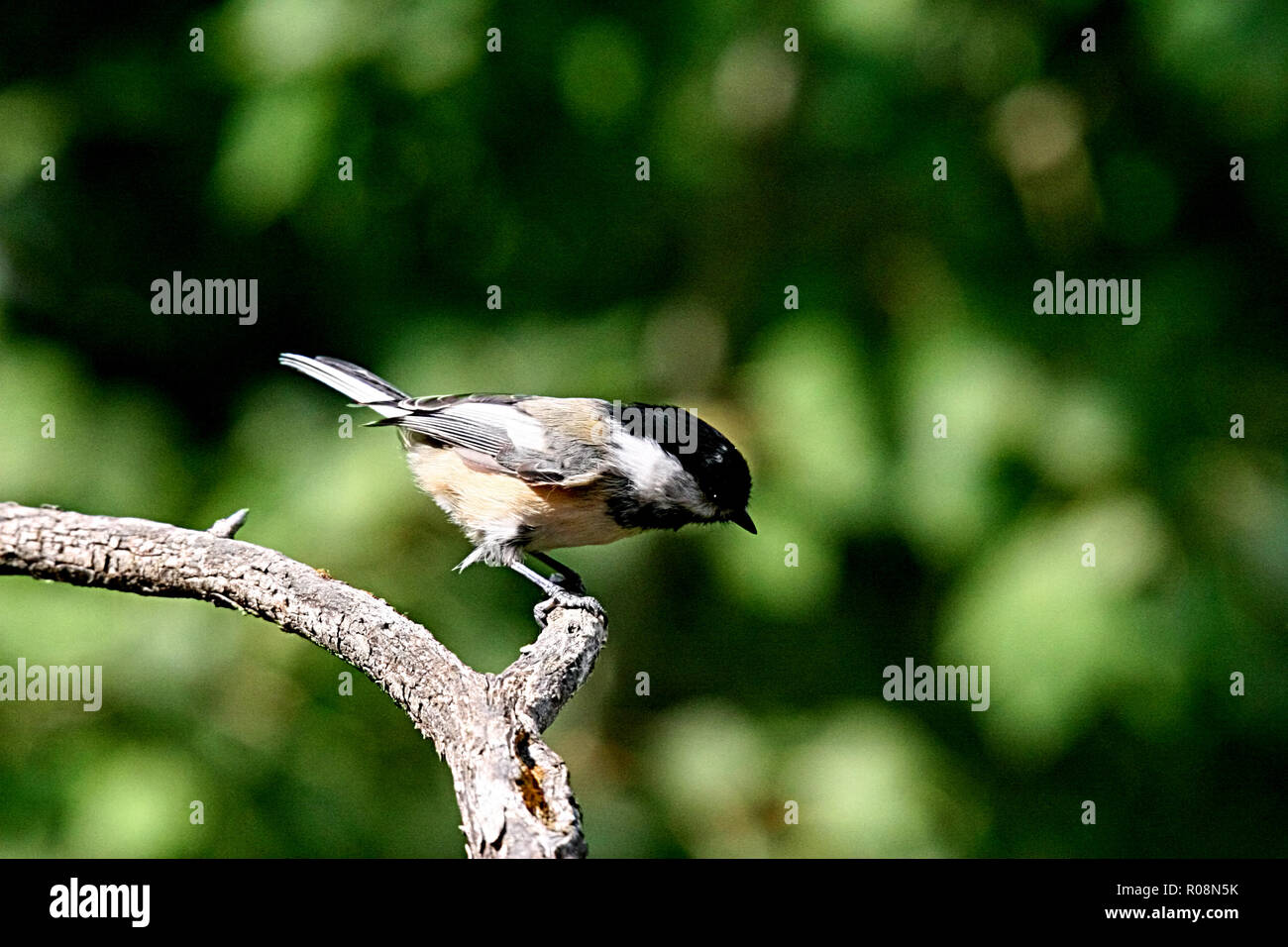 Birds of North America, Mountain chickadee, Poecile gambeli Stock Photo ...