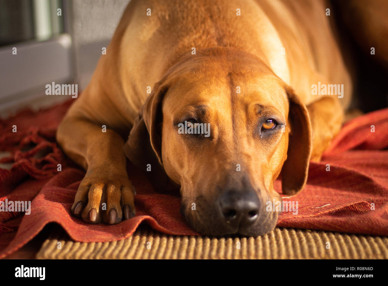 Big dog breed Rhodesian Ridgeback lying down lazy a the carpet, with a ...