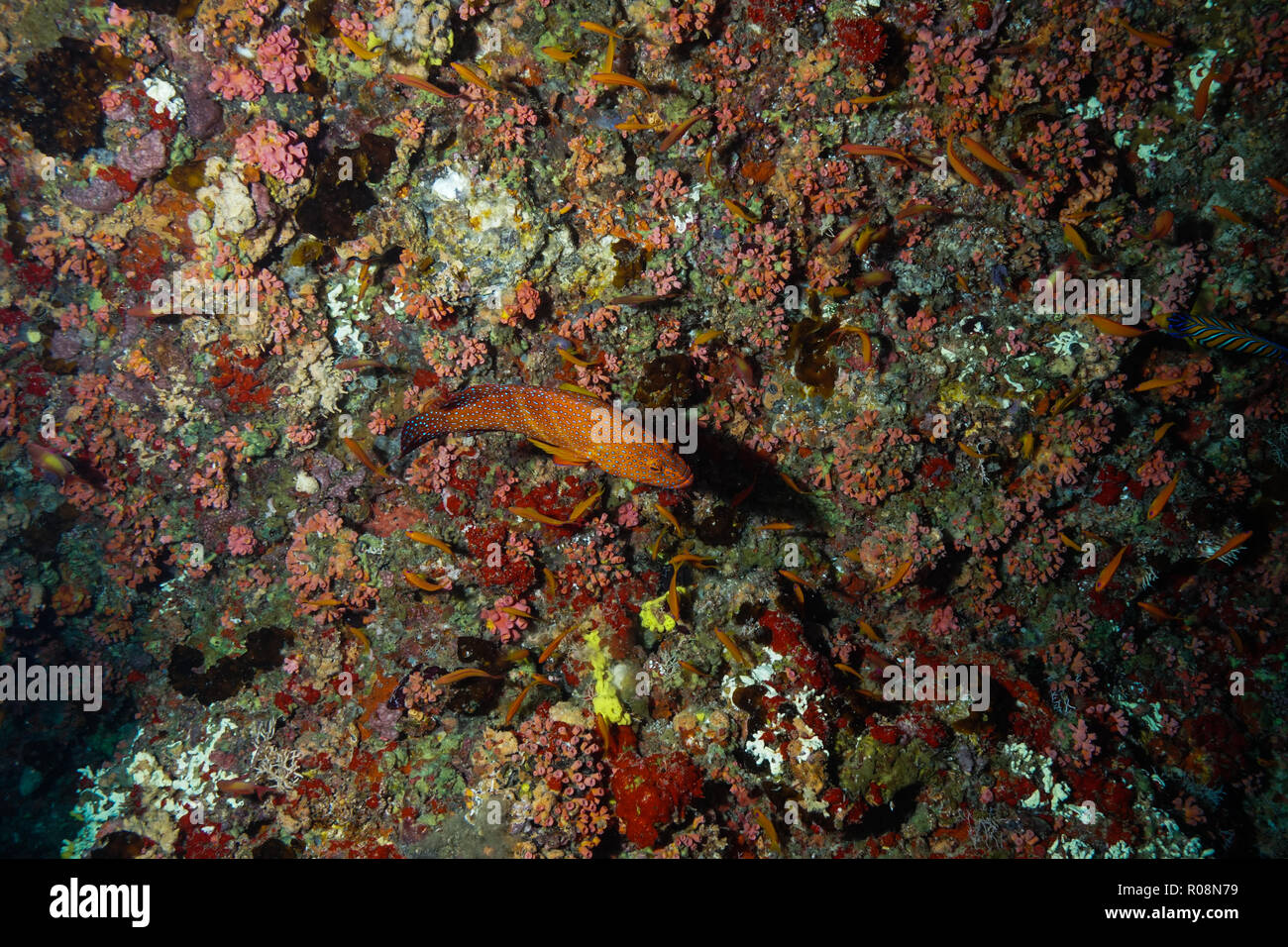 Tropical fish at the Maldives Stock Photo - Alamy