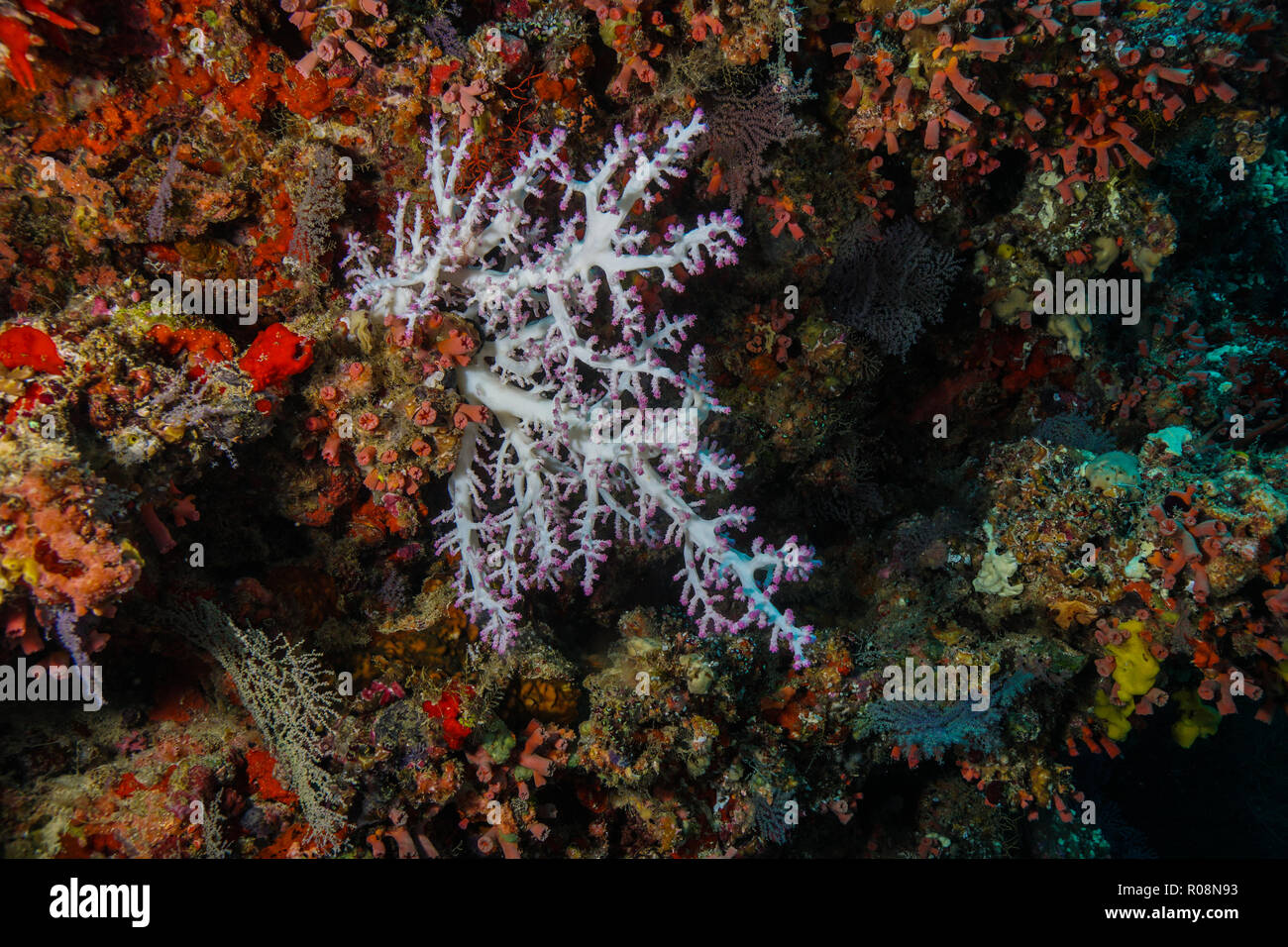 Dendronephthya underwater marine life of the maldives hi-res stock ...