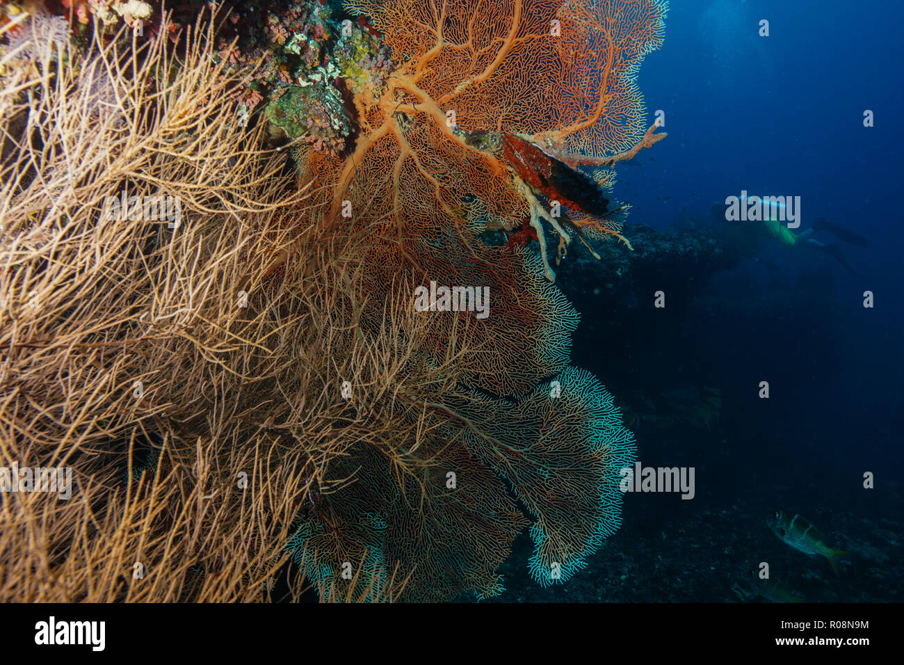 Giant Sea Fan at the Maldives Stock Photo - Alamy