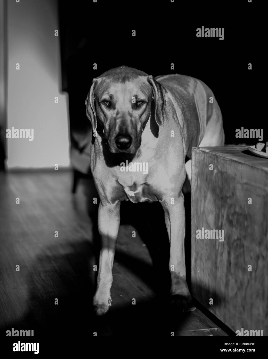 White rhodesian hi-res stock photography and images - Alamy