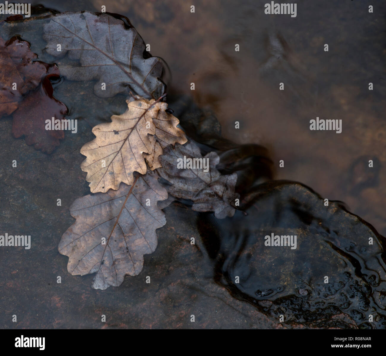 Plant, mosses, green, algae, living, algae, fungi, sunlight, life ...
