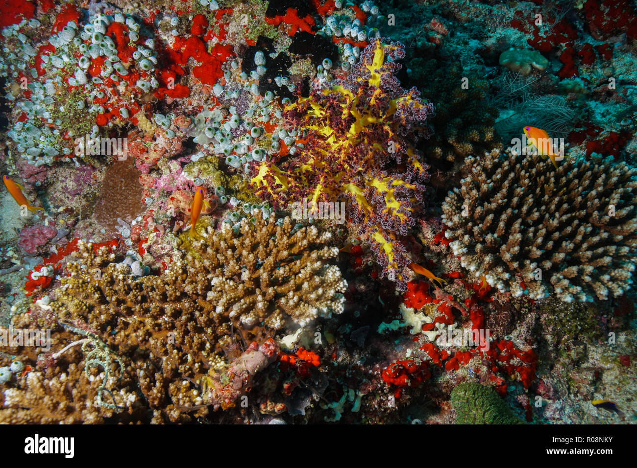 Dendronephthya underwater marine life of the maldives hi-res stock ...