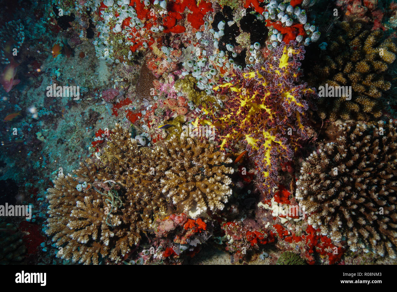Dendronephthya underwater marine life of the maldives hi-res stock ...