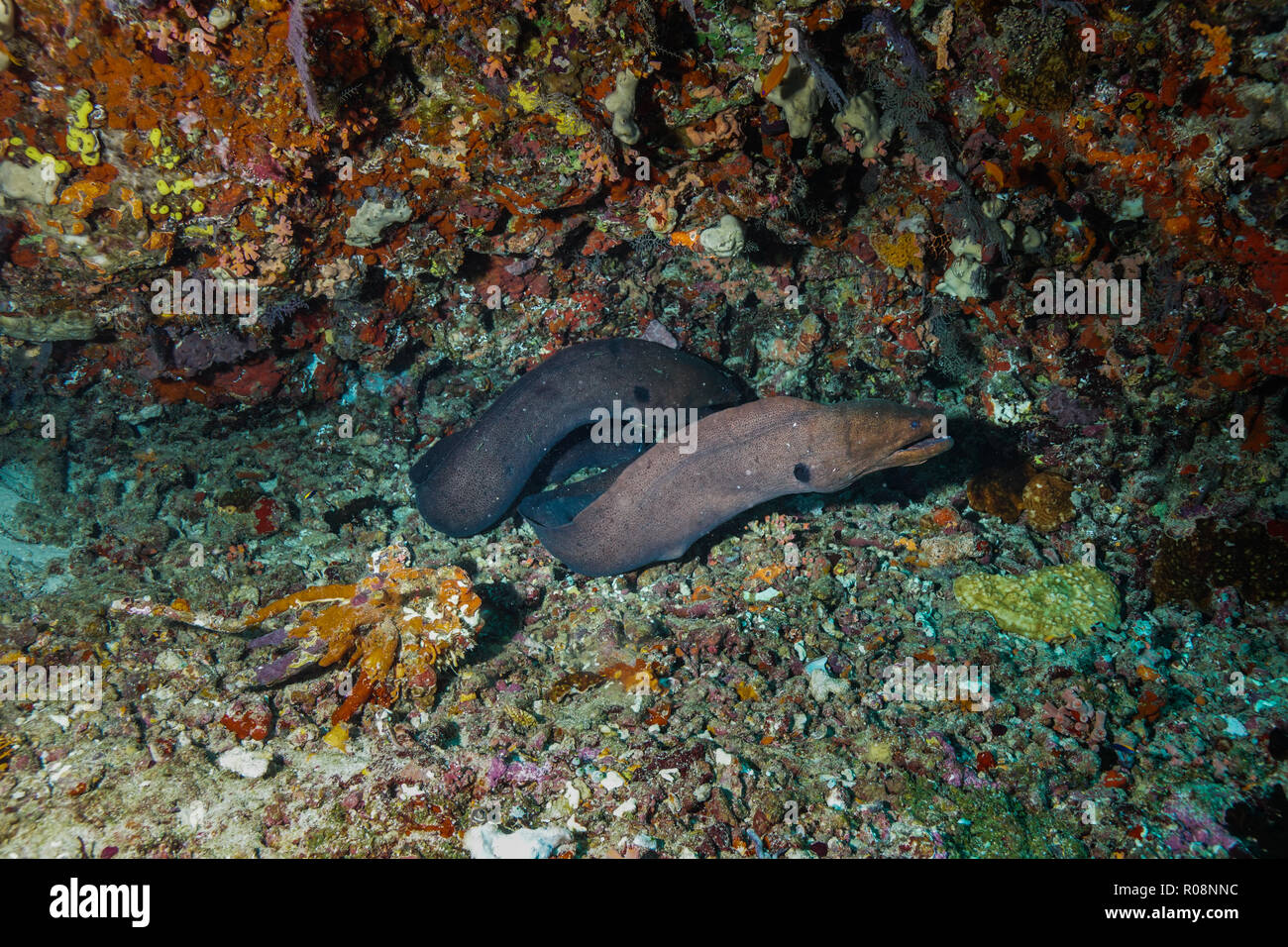 Moray Eel at the Maldives Stock Photo - Alamy