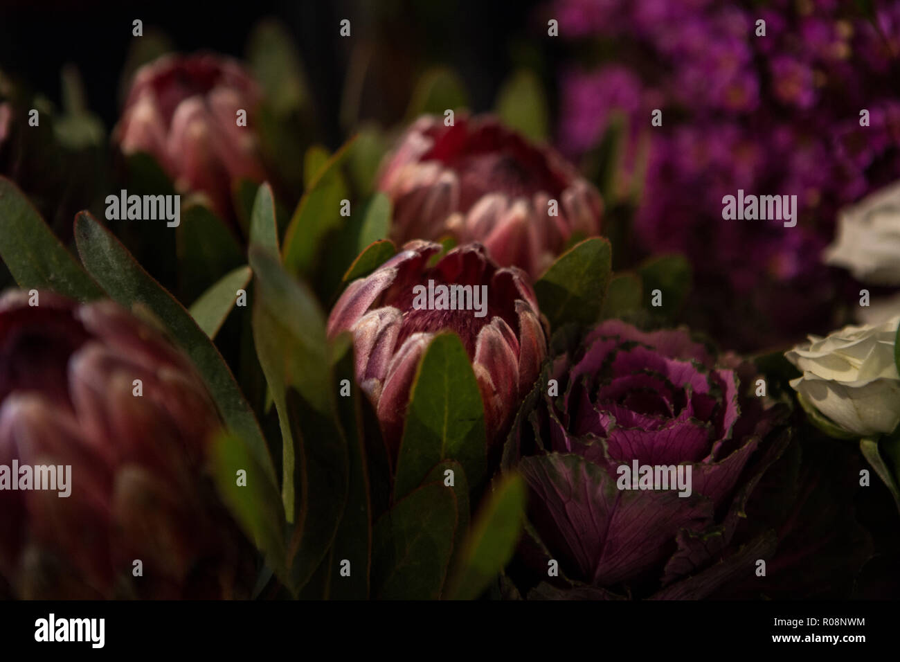 Red protea hi-res stock photography and images - Alamy