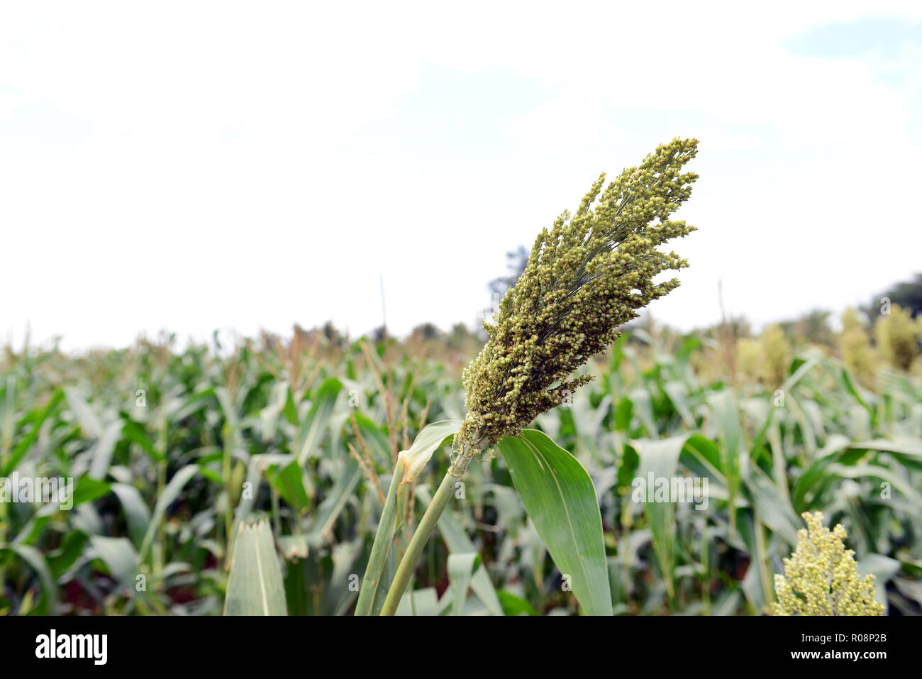 Jowar hi-res stock photography and images - Alamy