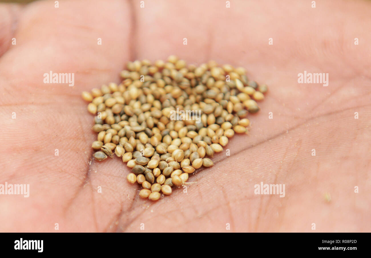 Little millets hi-res stock photography and images - Alamy