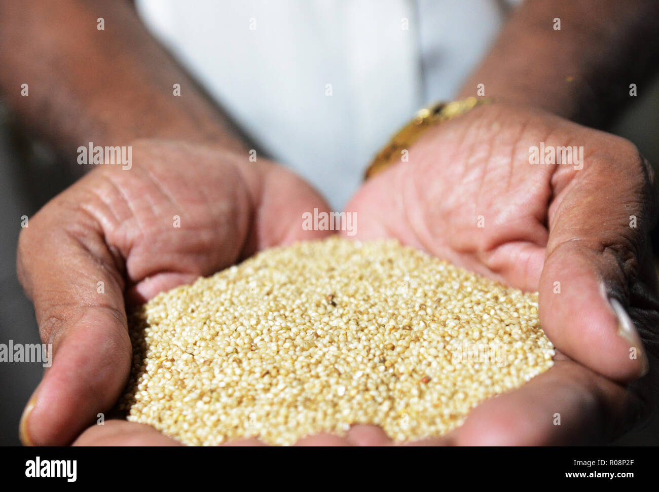 Holding little millets in Karnataka, India Stock Photo - Alamy