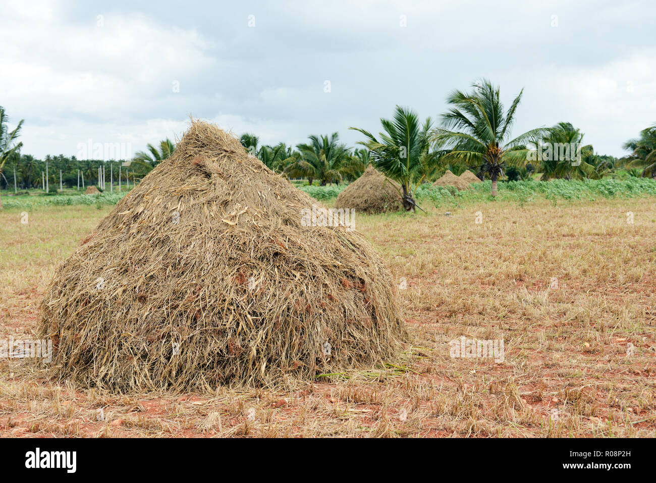 Drying up a pile of little millets before the husking process Stock ...