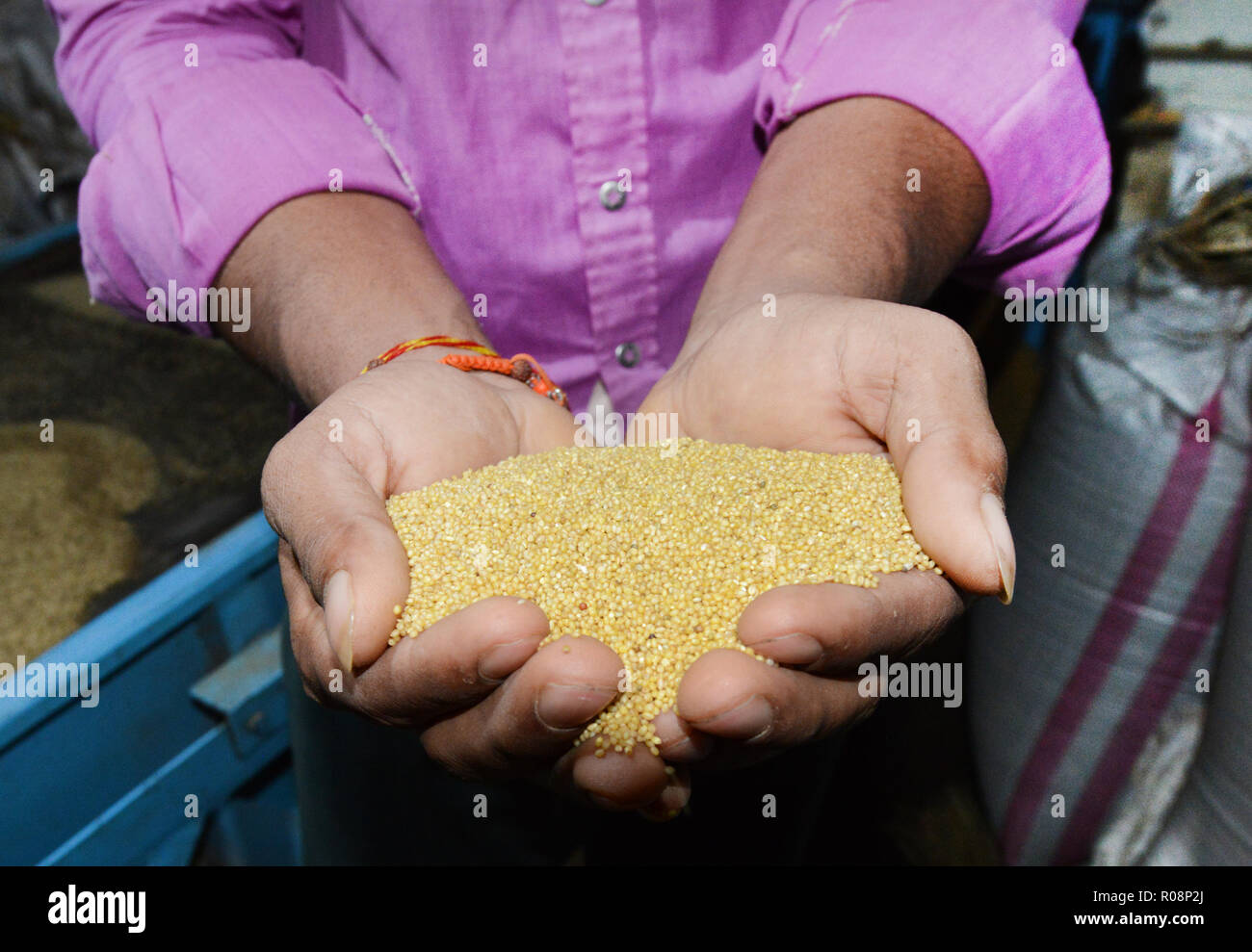 foxtail millet in South India Stock Photo - Alamy