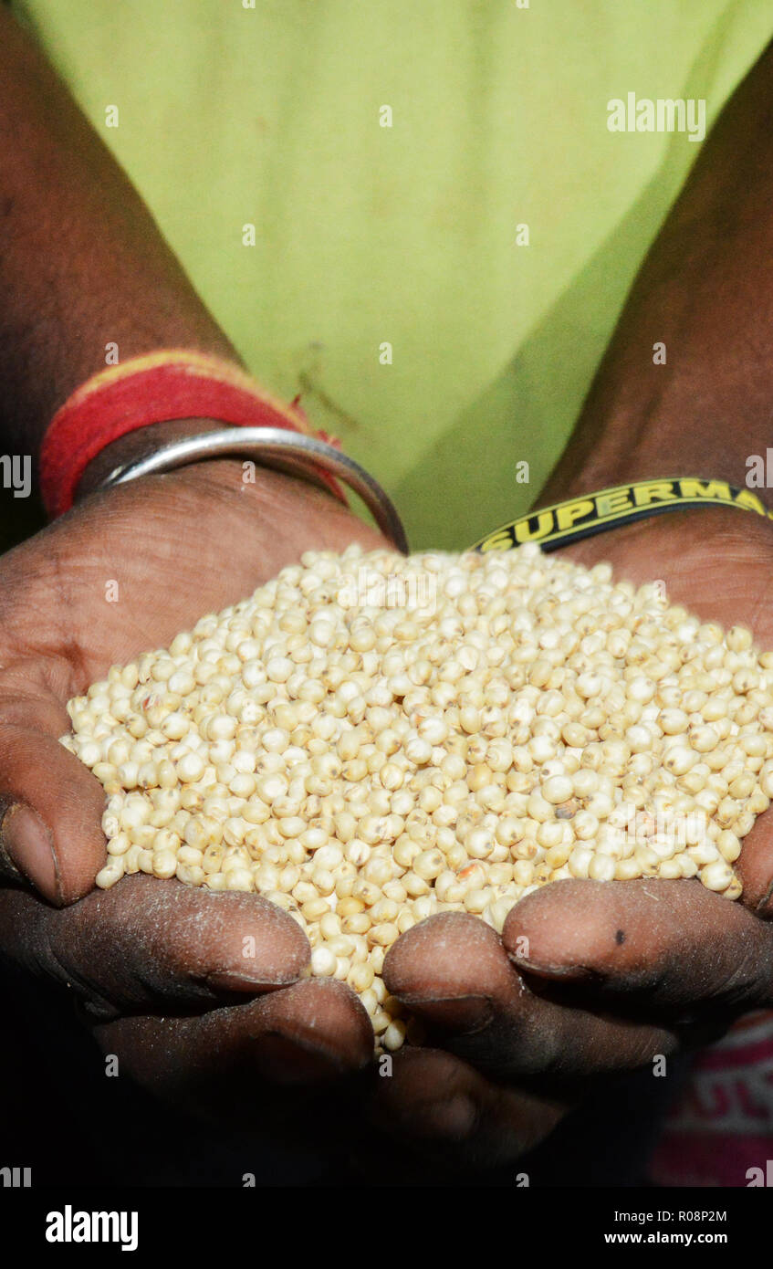 Jowar / Sorghum millet Stock Photo - Alamy