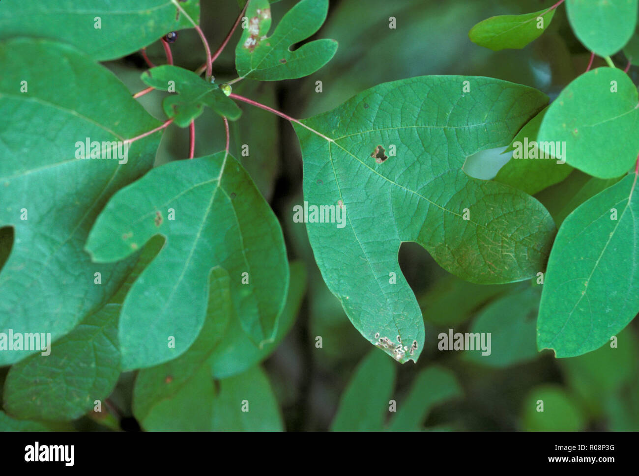 Red sassafras hi-res stock photography and images - Alamy