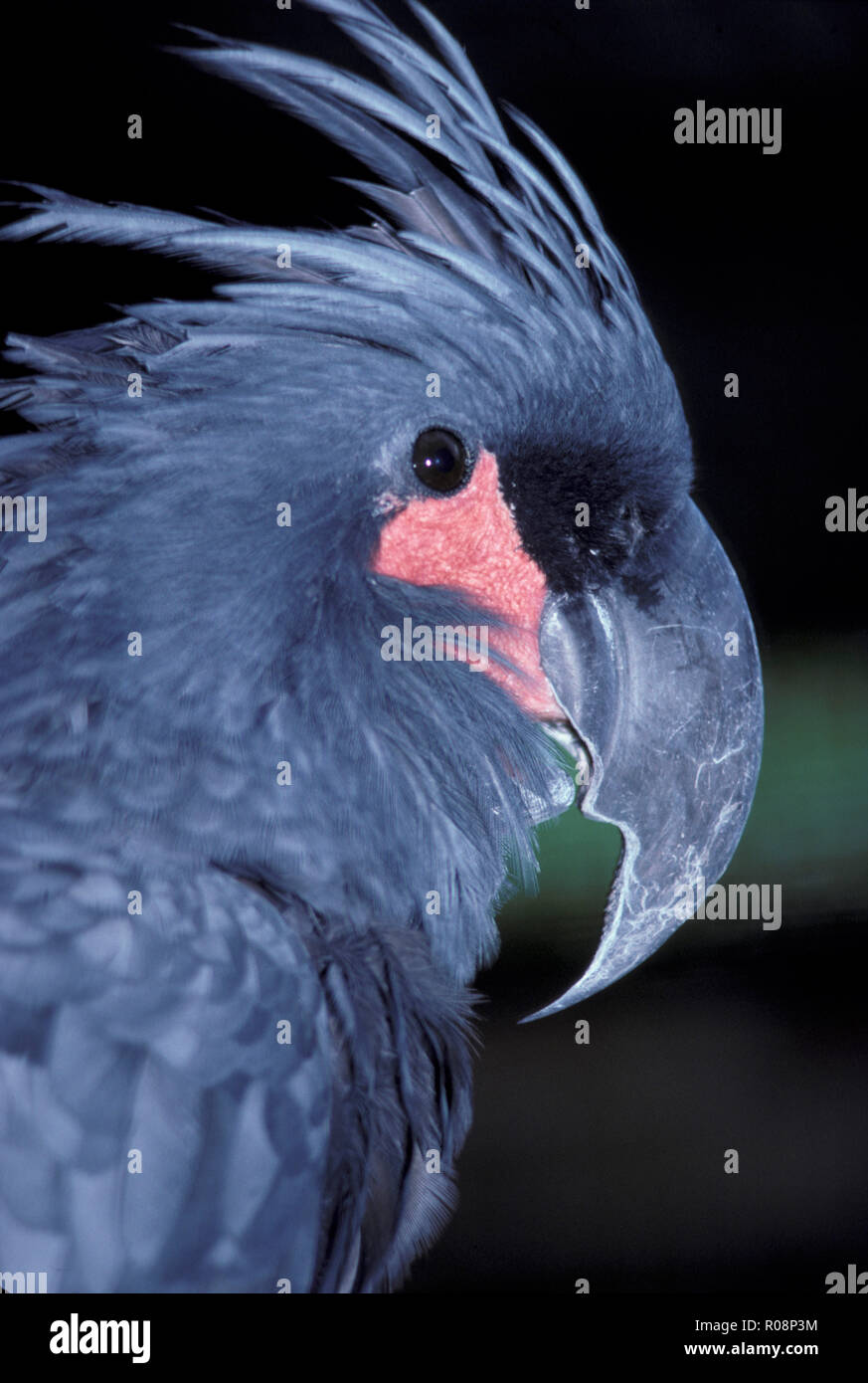 Palm cockatoo rain hi-res stock photography and images - Alamy