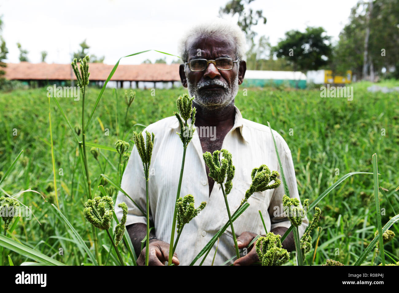 Finger millet hi-res stock photography and images - Alamy