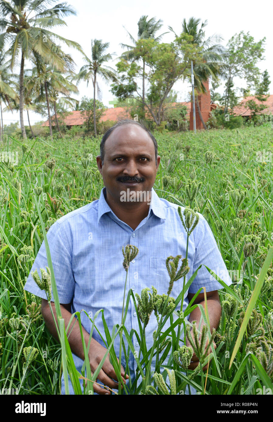 A Finger Millet farmer in Kuppam, Andhra Pradesh, India Stock Photo - Alamy
