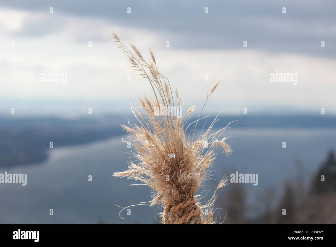 Wrapped plant hi-res stock photography and images - Alamy