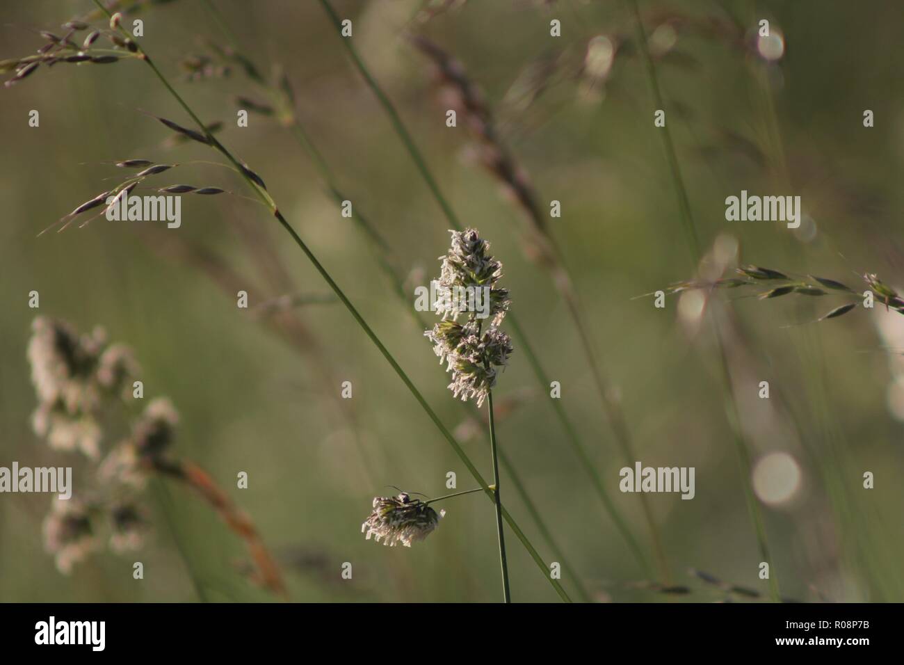 Weed grass stem stalk hi-res stock photography and images - Alamy