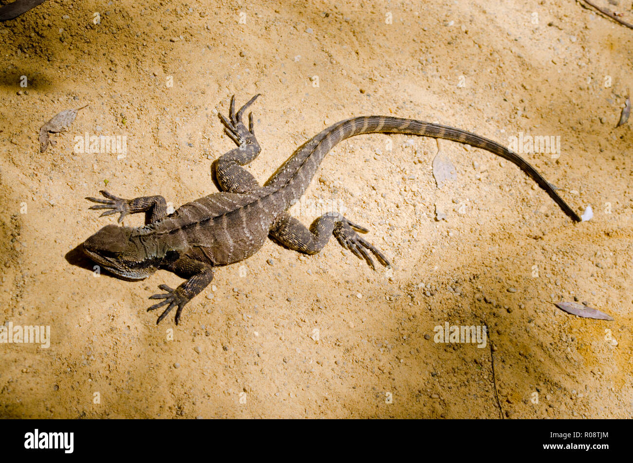 Dragon lizard hi-res stock photography and images - Alamy