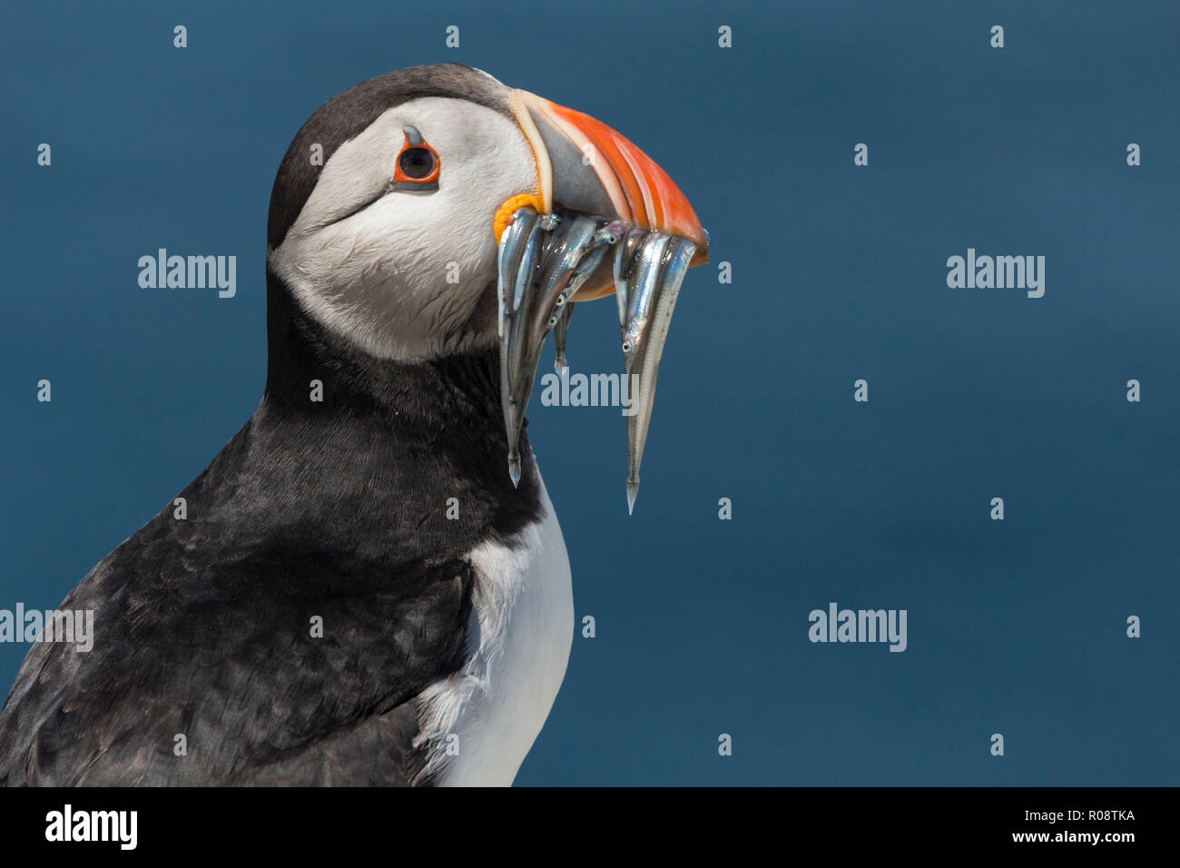 Atlantic puffin wildlife seabirds Stock Photo - Alamy