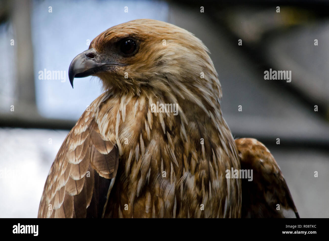 Whistling kite australia hi-res stock photography and images - Alamy