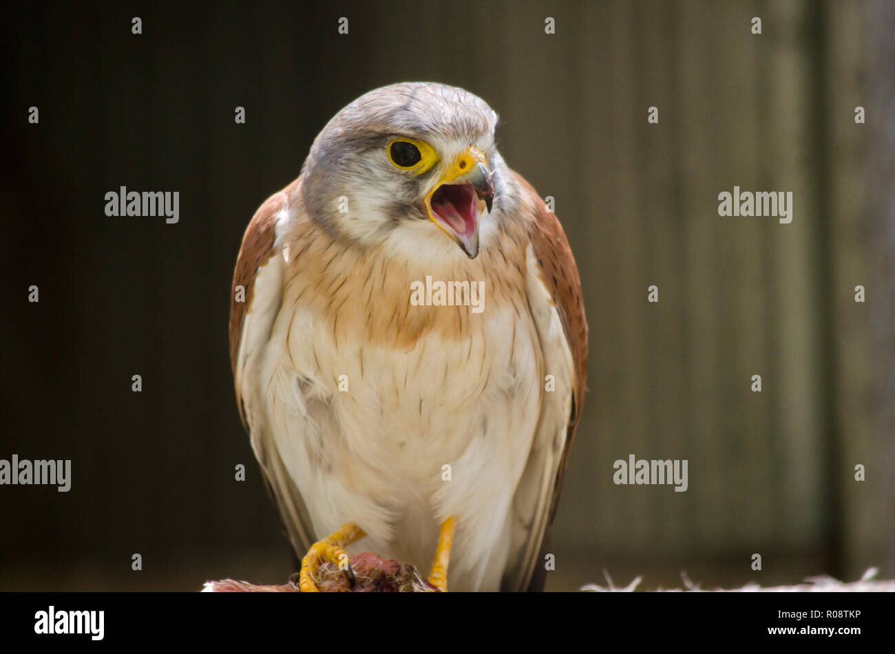 Australian kestrel hi-res stock photography and images - Alamy
