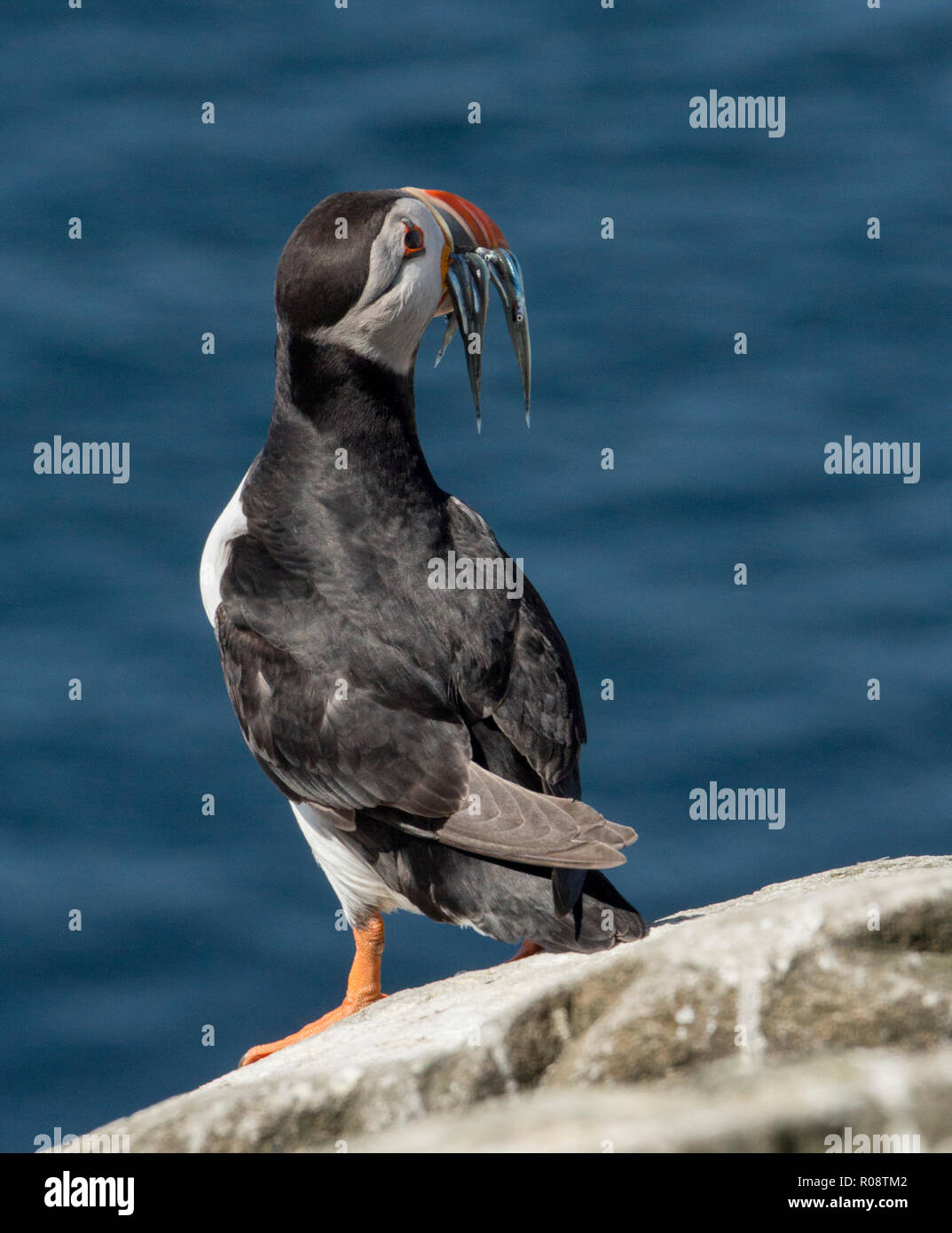 Atlantic puffin wildlife seabirds Stock Photo - Alamy
