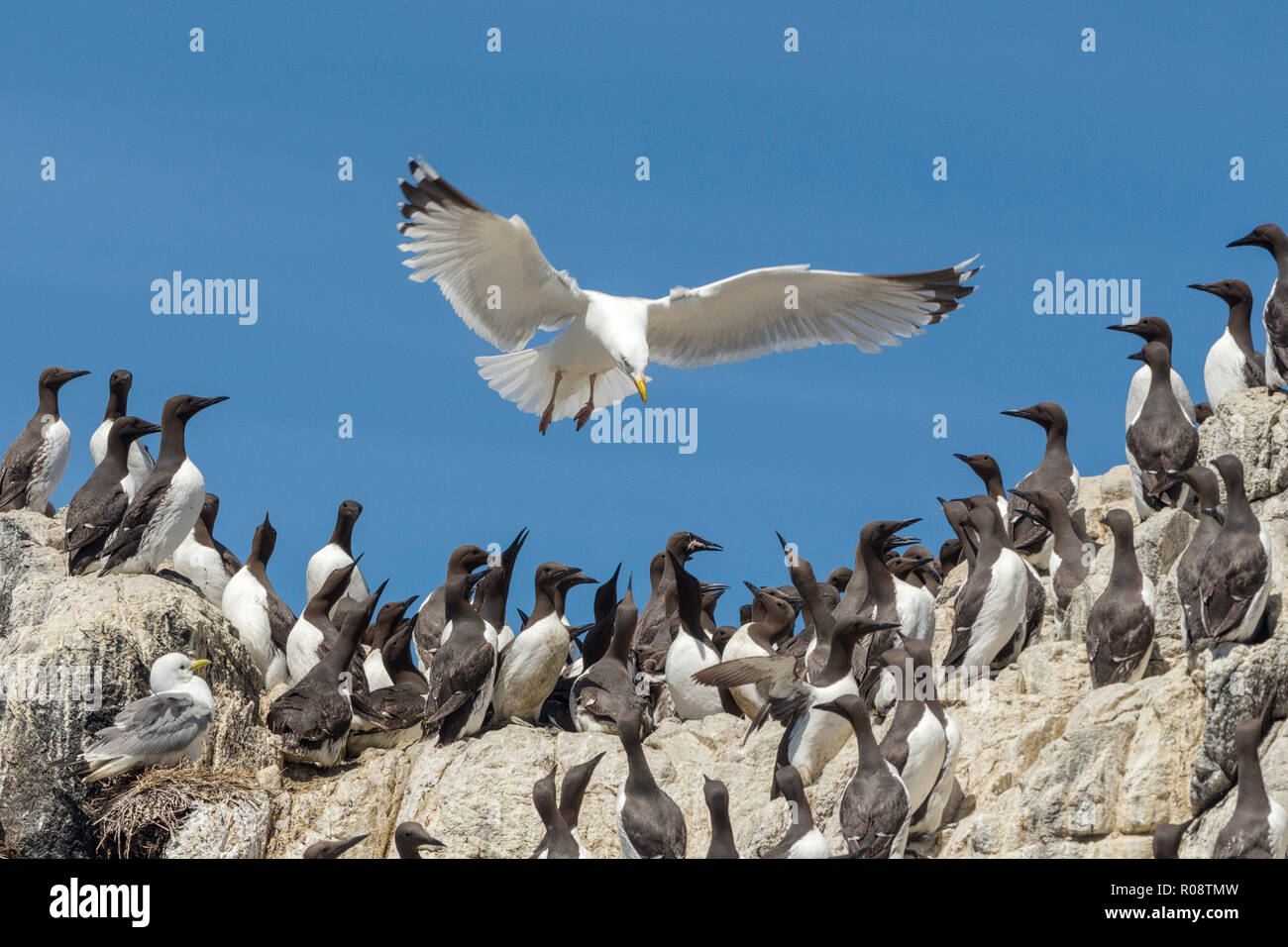 Young seagull seaside close hi-res stock photography and images - Alamy