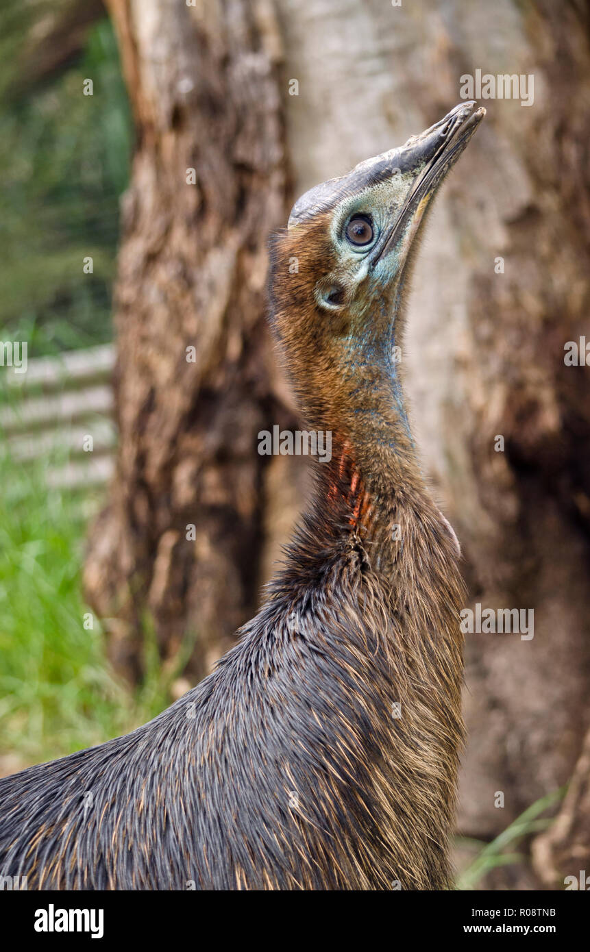 Cassowary chick hi-res stock photography and images - Alamy